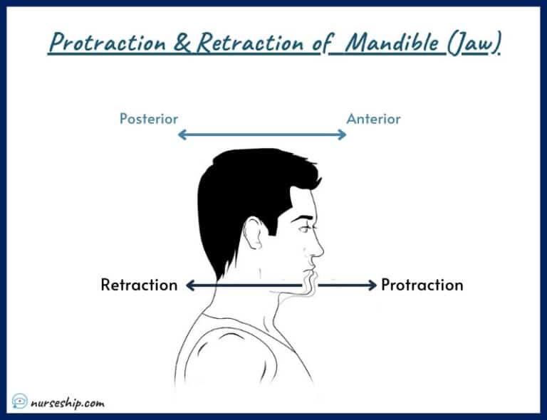 20 Different Types Of Anatomical Body Movements Examples Illustrations Nurseship